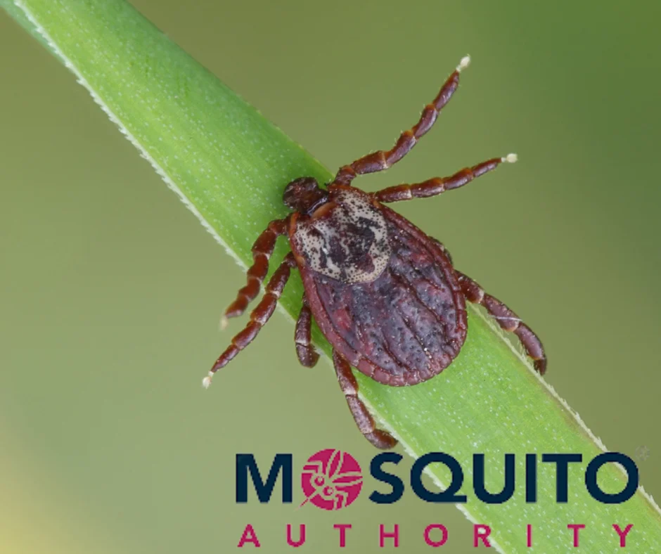 Understanding the Life Cycle of a Tick